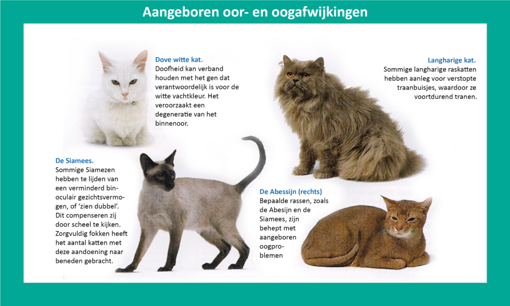 Rassenkennis. • Toscanzahoeve